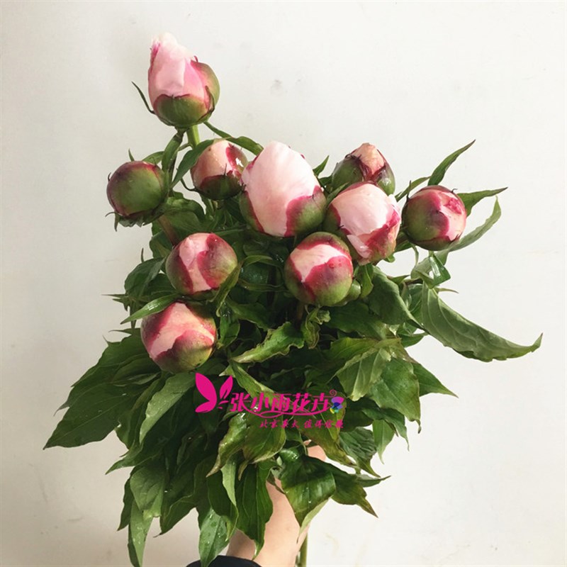 新鲜推荐 应季芍药鲜花 重瓣大朵落日珊瑚牡丹花香味Y宜人鲜花速