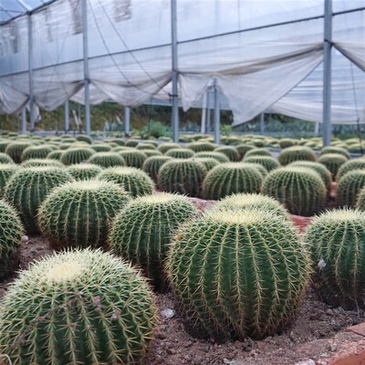 大型多头金虎仙人j球盆栽 沙漠植物 金琥群生 多浆办公室景观工程