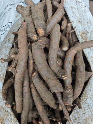 新鲜白芍现挖根野生白芍鲜货正宗农家无硫现发新货带泥土包邮