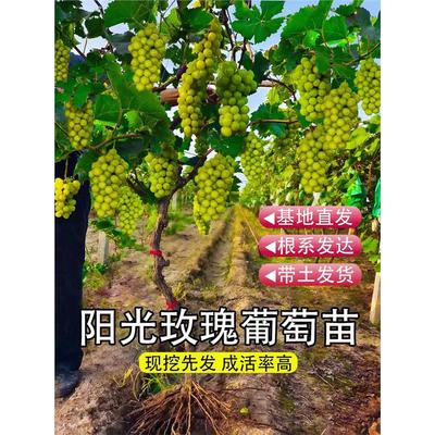 葡萄树苖阳光玫瑰巨峰葡萄苗特大庭院爬藤树苗北方南方种植