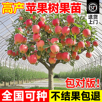 苹果树苗冰糖心南北方庭
