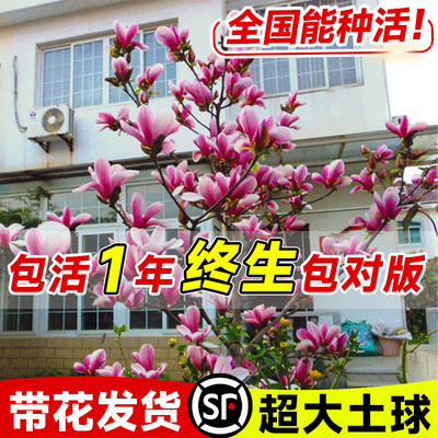 玉兰花树苗带花苞盆栽适合家门口种的大树庭院耐寒紫白广玉兰花卉