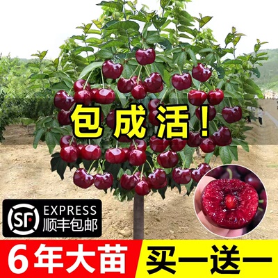 车厘子树苗樱桃树苖南方
