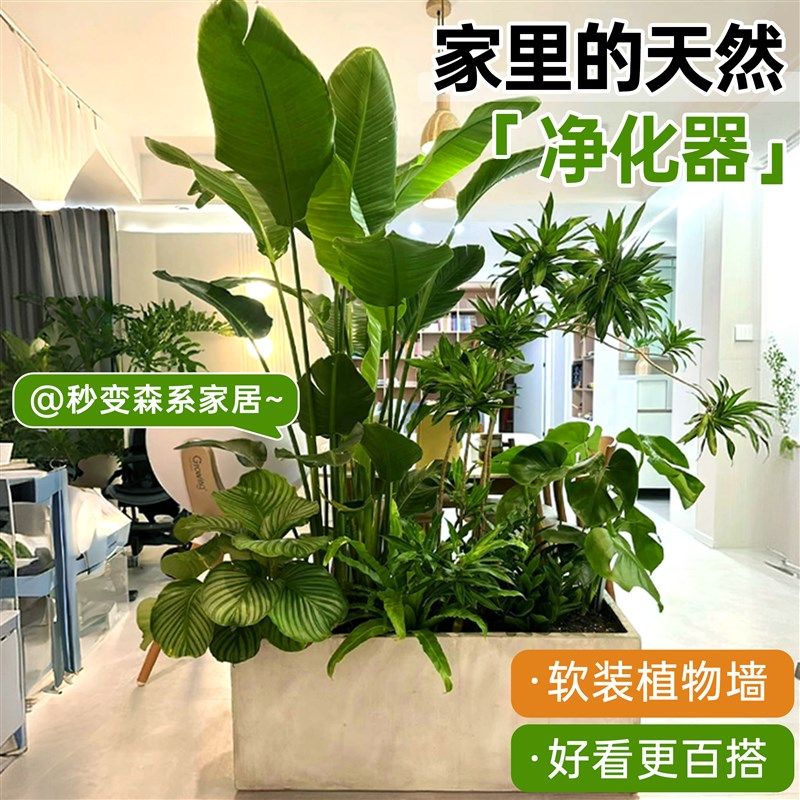 大型绿植成品组合盆栽室内客厅阳台玄关I隔断造景橱窗落地大号植