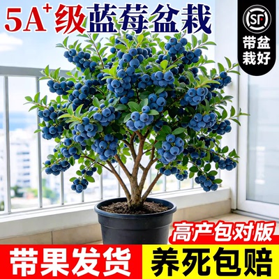 蓝莓树果苗盆栽带果发货特大号南北方种植正宗四季蓝莓盆栽果树苗