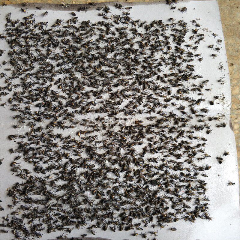 郭天网大a张粘蝇板粘苍蝇粘蝇贴灭蝇纸捕苍蝇灭苍蝇环保绿色 100