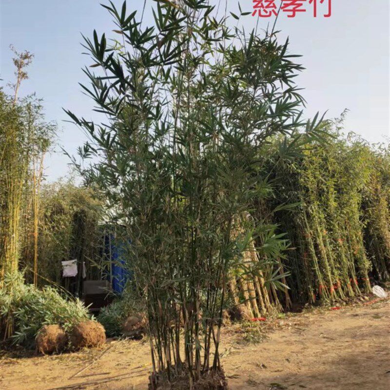 庭院户外丛生慈孝竹苗四季植物室内盆栽H凤尾竹大型客厅观赏米竹