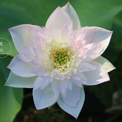 【不二的c花园】处子落 微型碗莲成品苗 包活包开花包对版