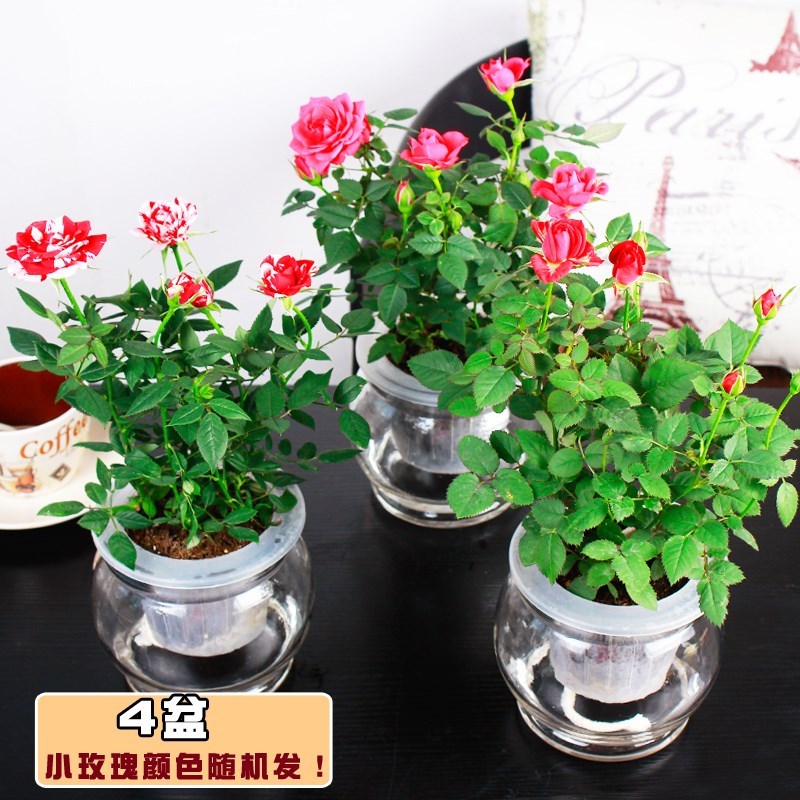 好货杜鹃花室内盆栽绿色植物玫瑰花卉绿萝发财树万年青水培植物