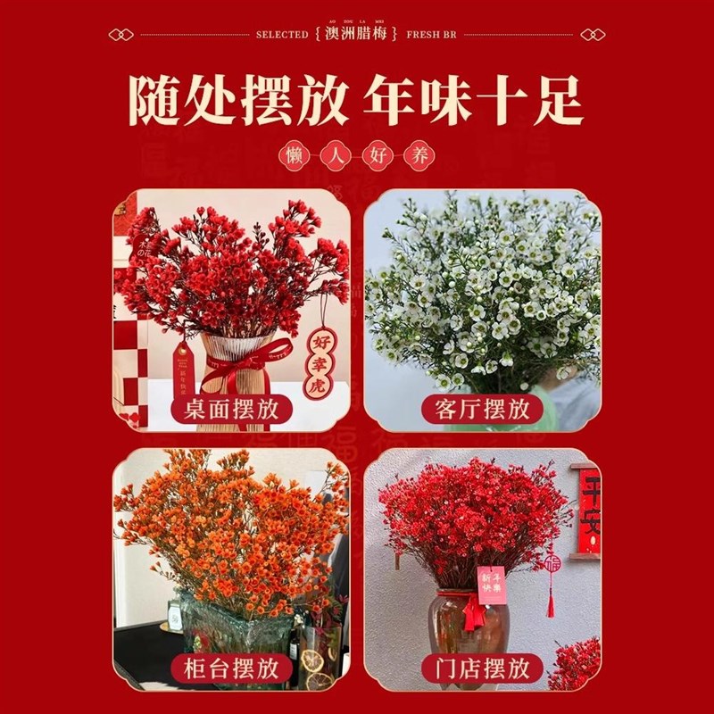 好货澳洲腊梅鲜切水培鲜枝云南基地直发真花银柳干花年宵花卉客厅