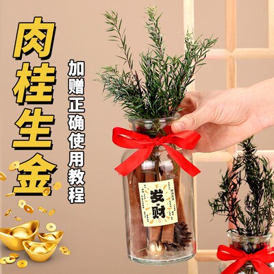 速发肉桂生财瓶摆搬招财玻璃瓶花瓶材料客位厅财乔迁新居件家用