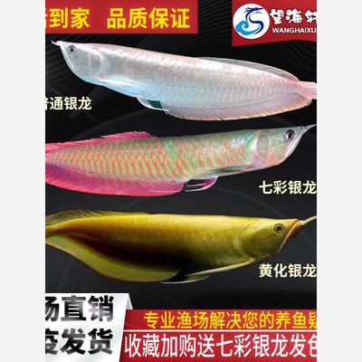 七彩银龙鱼活体鱼苗大型热带观赏鱼黄化红眼金龙鱼招财鱼淡水鱼
