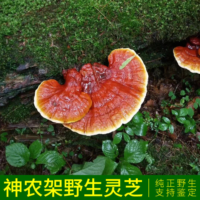 神农架野生灵芝赤灵芝煲汤泡酒切片打粉整枝自然野生剪脚免洗即食