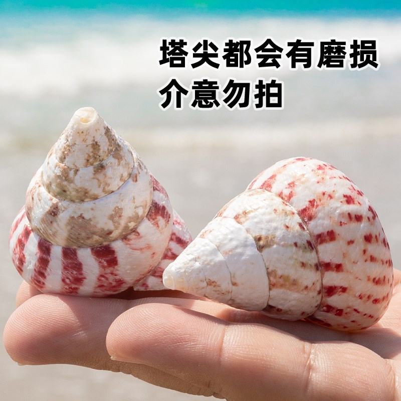 好货天然真海螺贝壳红斑钟螺红塔螺鱼缸水族造景摄影道具家居装饰