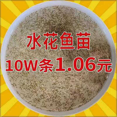 水花鱼苗鲫鱼草鱼桂鱼鲈鱼花鲢白鲢青鱼鲤鱼武昌鱼翘嘴鱼活体