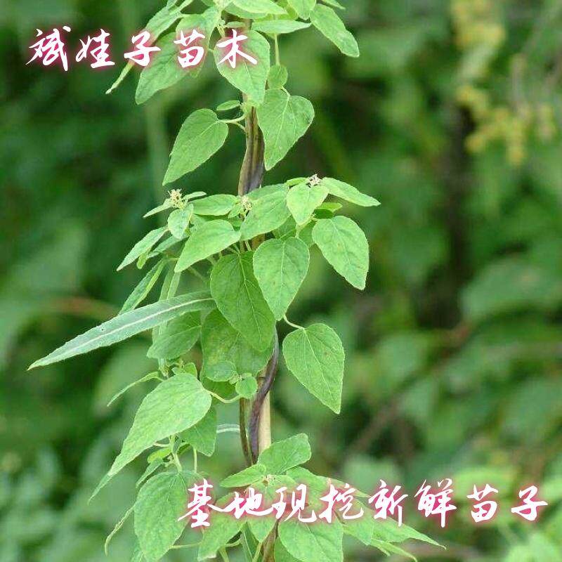 基地直销正宗板党党参苗现挖新鲜党参种苗多年生可食用攀援草本苗