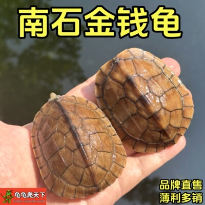 龟龟爬天下南石金钱龟宠物龟