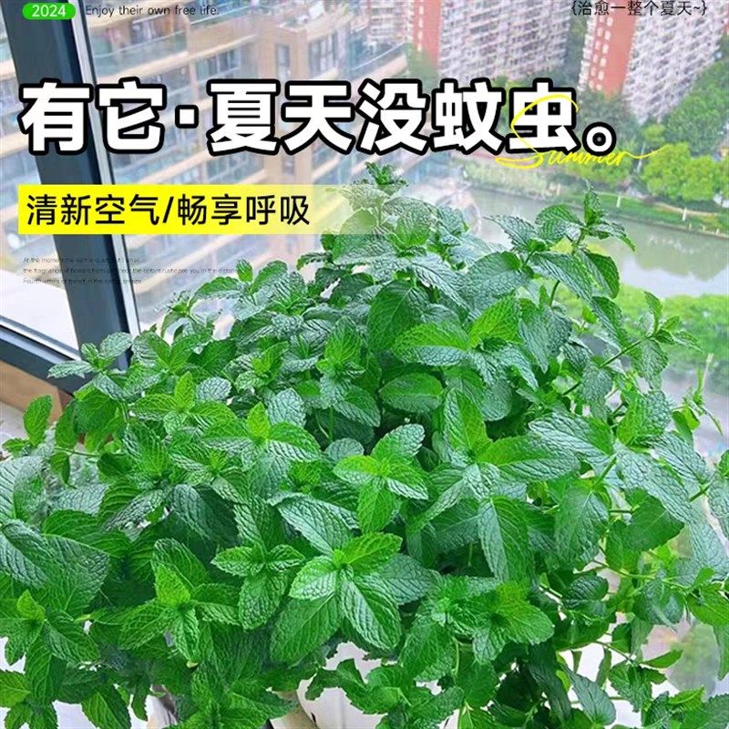薄荷盆栽可食用迷迭香室内水培香草植物阳台客厅窗台驱蚊花卉绿植