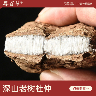 寻百草旺苍老树杜仲块