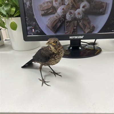 爱鸟人乌鸫鸟鸟食饲料百舌鸟鸟食八哥鹩哥鸟粮