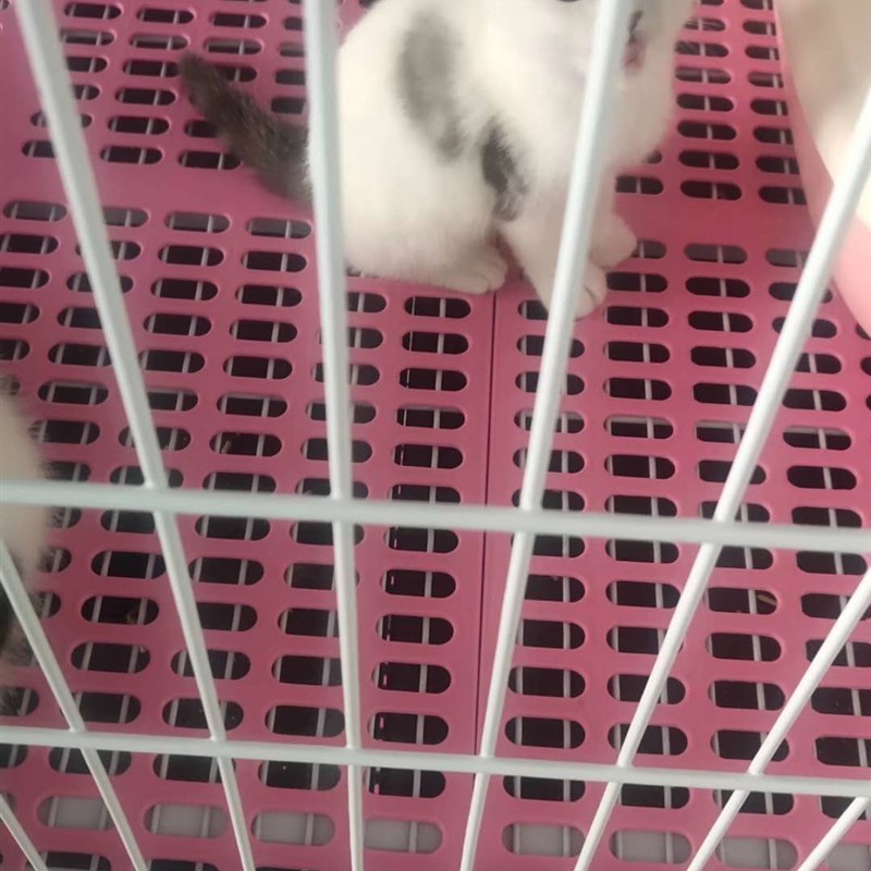笼子配套脚垫宠物猫咪垫板塑料网格垫防止猫咪狗狗卡脚散热漏粪板