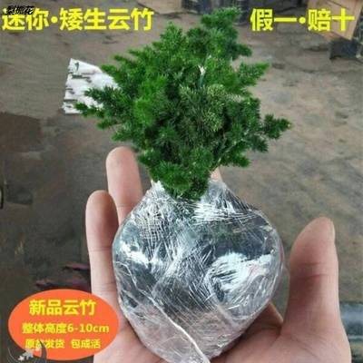 速发云竹小盆景高室唐山矮生文竹正端假山盆景办公宗桌面盆栽迷你