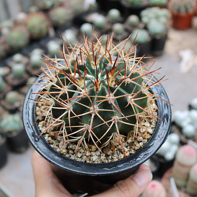 彩云实生云系仙人球稀有r强刺狂刺出云开花美观好养仙人掌多肉盆