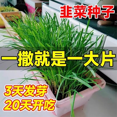 四季韭菜种子宽叶大小叶紫根韭菜种子割茬多次耐寒农家蔬菜籽盆栽