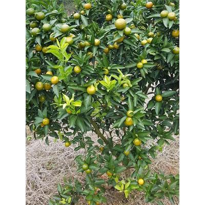 新品种蜜桔树苗清香蜜桔纯甜橘子