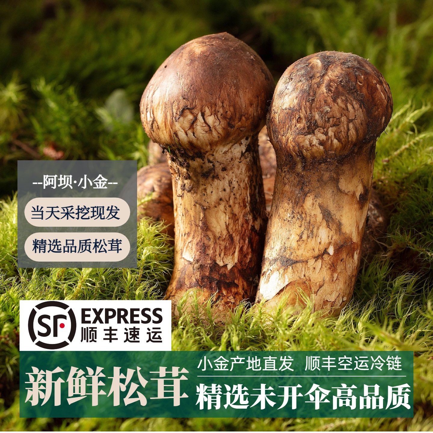 新鲜松茸小金松茸未开伞精品出口级松茸菌菇新鲜现挖野生菌子送礼