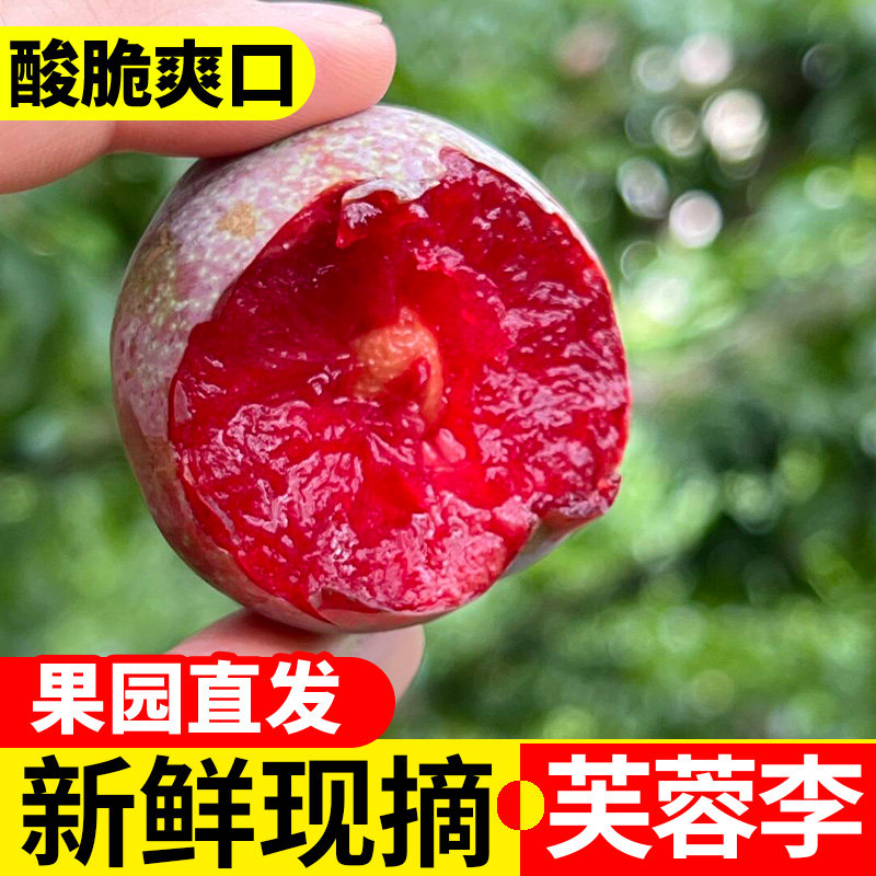 现货福建红心芙蓉李新鲜水果孕妇当季现摘大果一整箱李子
