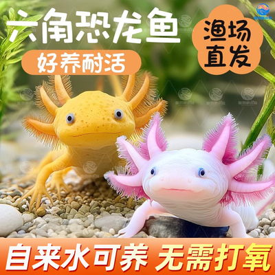 六角恐龙鱼蝾螈宠物活鱼冷水鱼美西螈淡水好养耐活金鱼锦鲤观赏鱼