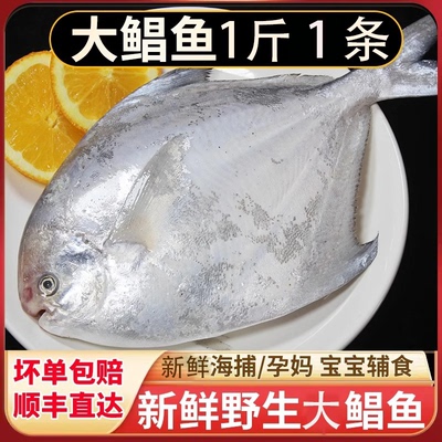 1斤1条东海大鲳鱼 海鲜现捕活冻每条约500克真空精包装包邮
