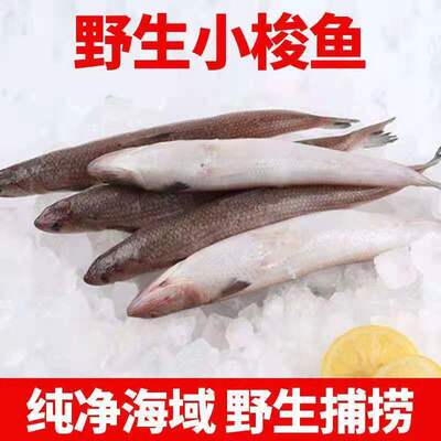 新鲜梭鱼鲜活速冻沙梭鱼新鲜冷冻