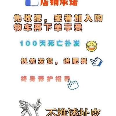 凌霄花爬藤e植物耐寒耐热四季开花炮仗花苗阳台易活花植物凌霄花