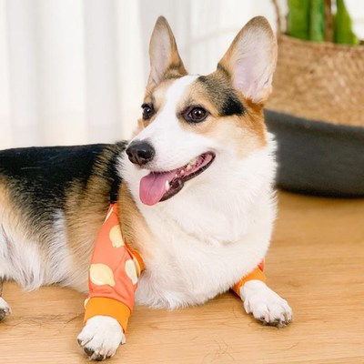 宠物护膝护腿狗关节手术受伤保护套防寒保暖法斗柴犬柯基护肘衣