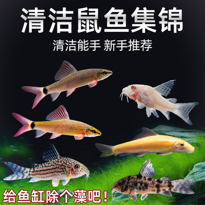 老鼠鱼清道夫金苔鼠胡子底栖鱼除藻清洁工具鱼热带观赏鱼三间鼠