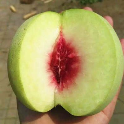 脆甜晚熟1号冬桃苗嫁接树