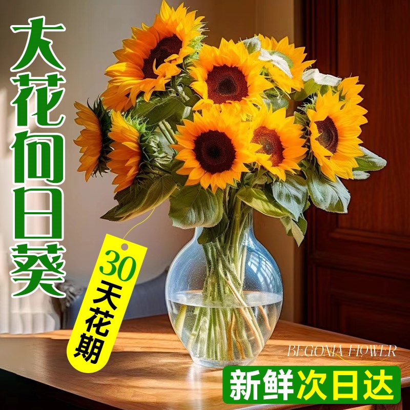新品向日葵鲜花大花花束云t南基地直发花期超长鲜切花真花家庭家