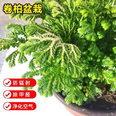 极速卷柏盆栽九死还魂草不t死草室内办公桌面除甲醛防辐射四季常