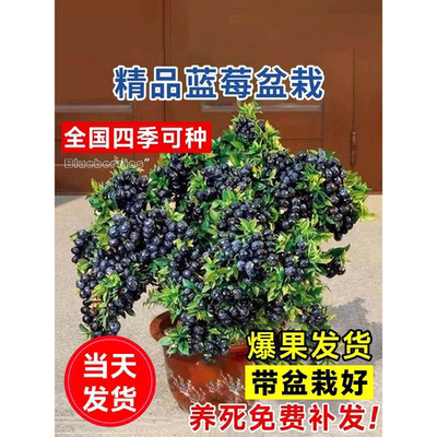 蓝莓树果苗盆栽带大南北方