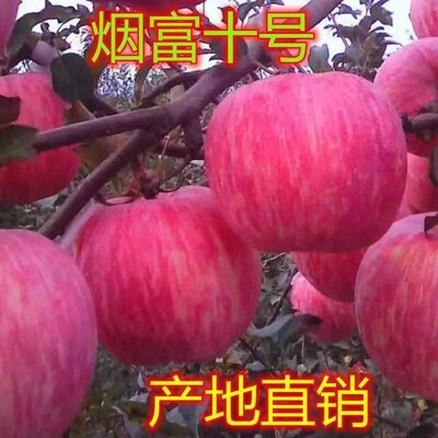 正宗特大苹果树苗南方北种