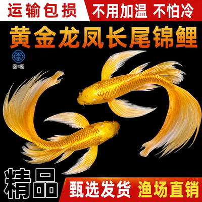 纯种黄金龙凤锦鲤长尾锦鲤活体观赏鱼黄金锦鲤大型淡水冷水草金鱼
