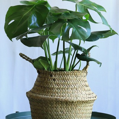 【全国】龟背竹盆栽 除甲醛新房装修净化空气 室内办公室桌面植物