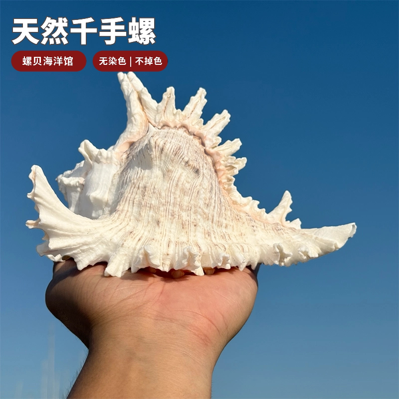 千手螺家居摆件鱼缸造景水族箱装饰大贝壳海螺壳天然大海螺白贝壳