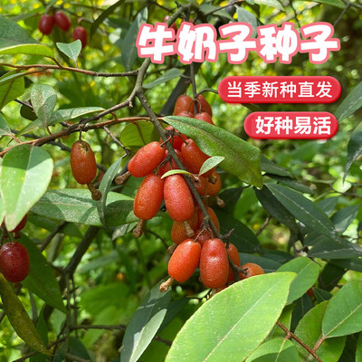牛奶子种子甜枣种子秋橄榄小叶