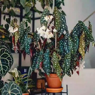 鳟鱼秋海棠粉旗鱼海威ins风绿植