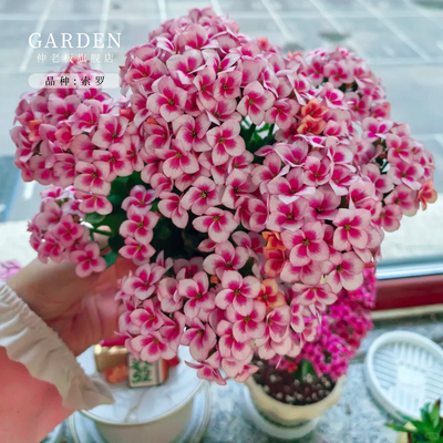 索罗长寿花重瓣大花花苗好养