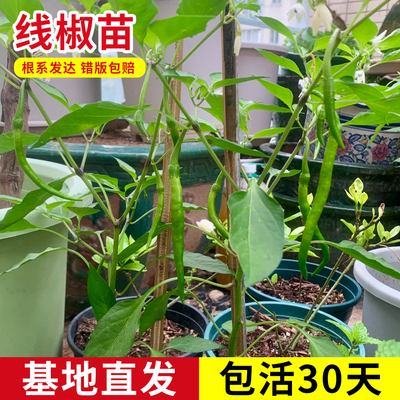 线椒尖椒苗丰产四季家庭种植好养