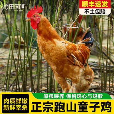 田园膳正宗三黄童子鸡跑山小公鸡